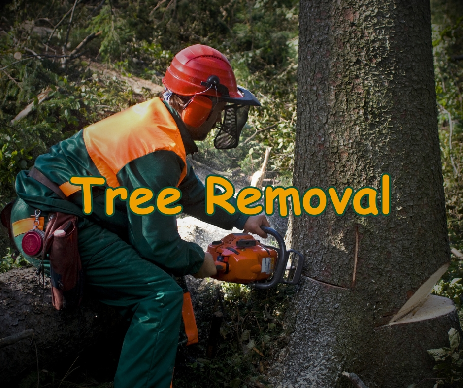 Centennial Emergency & Dead Tree Removal Services | Arbor Care
