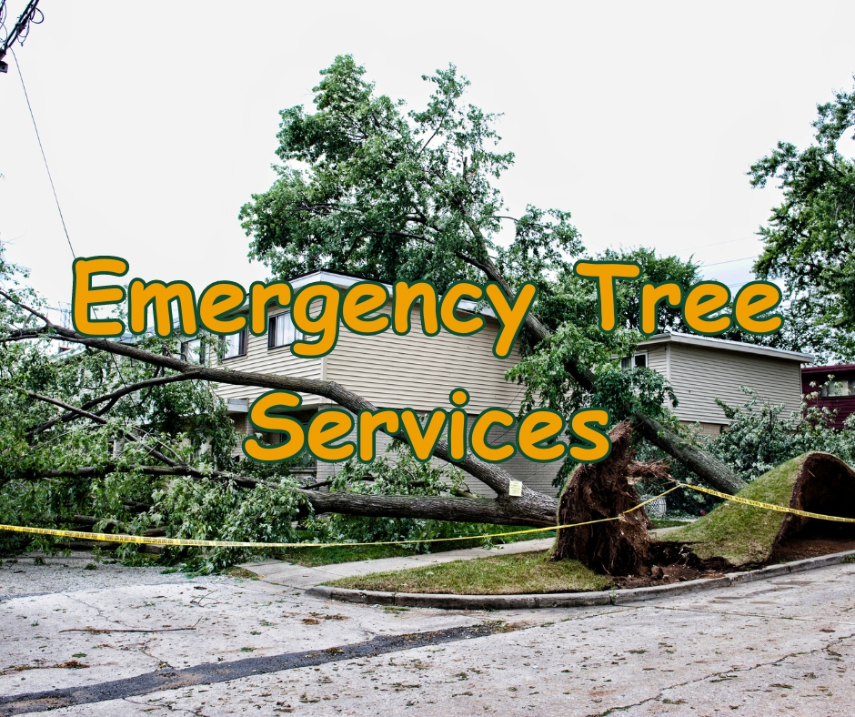 Centennial Emergency Tree Services | Tree Removal, Felling, & Pruning